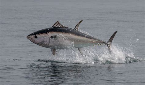 Atlantic Bluefin Tuna Sold For 13 Million In Tokyo Auction