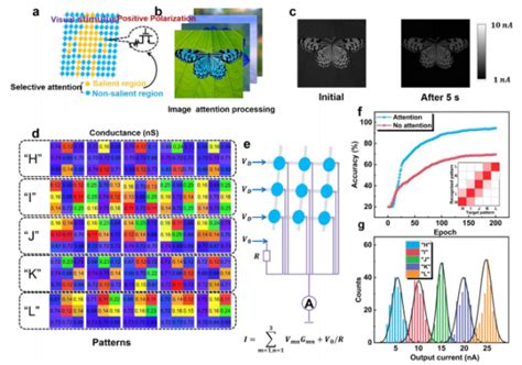 新型光电神经形态硬件取得新进展 平板显示国家地方联合工程实验室