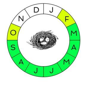 Nesting Birds Ecology Resources