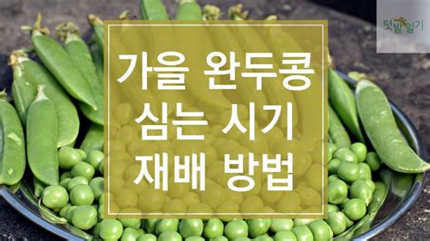 2022년 가을 완두콩 심는시기 및 재배방법 알아보기 Youtube