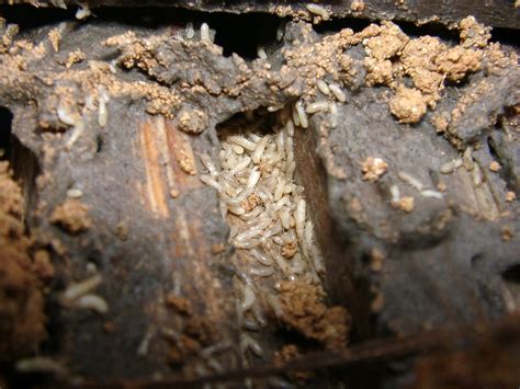 广州增城区家庭装修防白蚁方法 哔哩哔哩