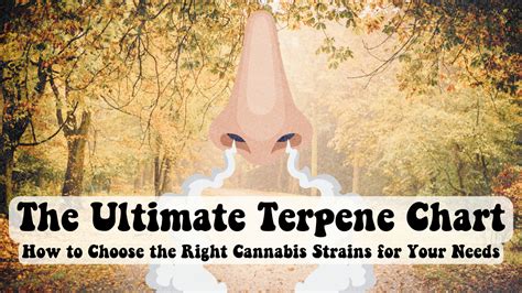 Terpene Chart How To Choose The Right Strains For Your Needs