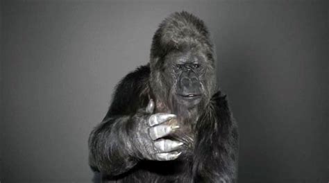 Koko The Gorilla Delivers Powerful Last Message To Humans Before