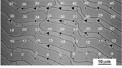 Optical Micrograph Showing The Lamellar Microstructure Of Directionally