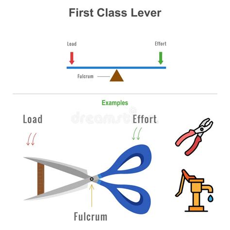 first class lever with the examples vector illustration stock vector