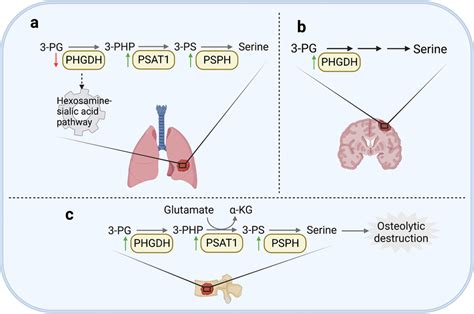 Serine And Glycine Metabolism In Metastases A In Lung The Enhanced