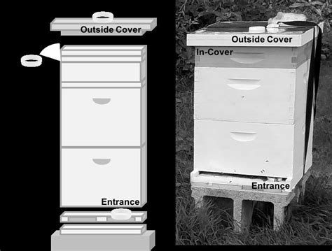 Diagram Of A Hive Left And Photo Of A Hive In The Field Right Download Scientific Diagram