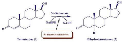 Site Of Action Of 5a Reductase Inhibitors Ee As Ee Oe Ae