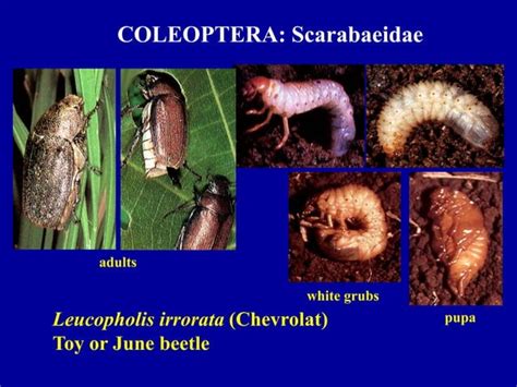 Corn Insect Pestsppt