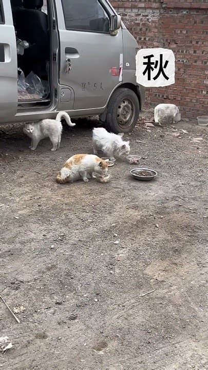 一年多的每天往返一个多小时的车程，无论刮风下雨下雪 找了几个视频 凑成了猫车的一年四季 缩影成短短几十秒 我和流浪猫的故事 流浪猫 萌宠 喂猫日记 被猫猫治愈的瞬间 Youtube