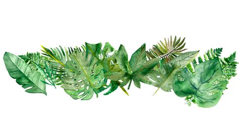 수채화 손 은 흰색 배경에 따뜻한 파티 초대장과 해변 엽서에 대한 다른 녹색 열대 잎 꽃다발과 고사리 분기와 자연 여름 라인 배너 구성을 그린 0명에 대한 스톡 벡터 아트