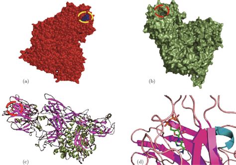 Atp Binding Representation In Different Clockwise From Top Left
