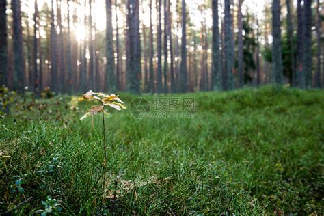 森林里有树干阳光和芒的树高清图片下载 正版图片504965322 摄图网