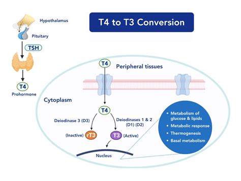 Thyroid Pathway Thyroid Hormone Pathway Infographic