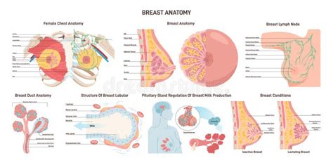 Conjunto De Anatomía De La Mama Femenina Glándula Mamaria Estructura