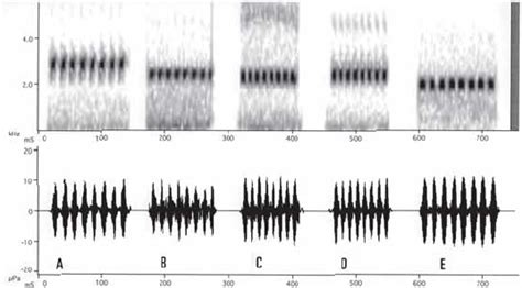 Eight Pulses Of Type B Call Audiospectrogram Above Oscillogram Below