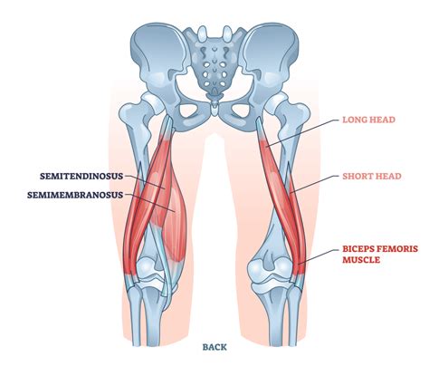 5 Best Barbell Hamstring Exercises With Pictures Inspire Us