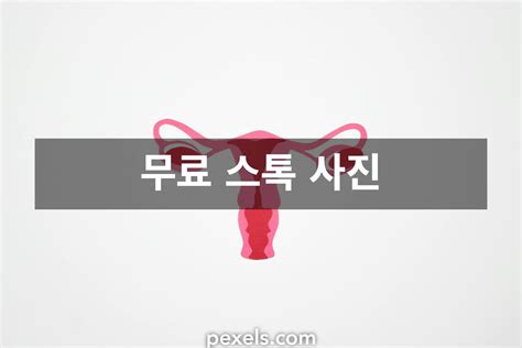 600000개의 최고의 여성 생식 기관 사진 · 100 무료 다운로드 · Pexels 스톡 사진
