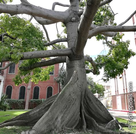 Ceiba Pentandra Kapok Tree Top Tropicals Plant Encyclopedia