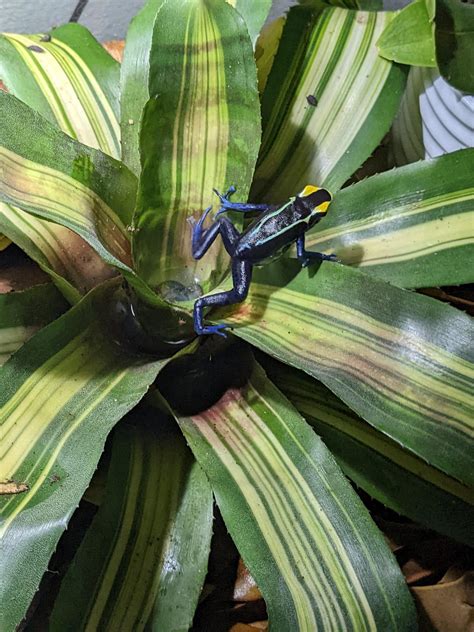 Any Ideas On Sex And Species Rdartfrog