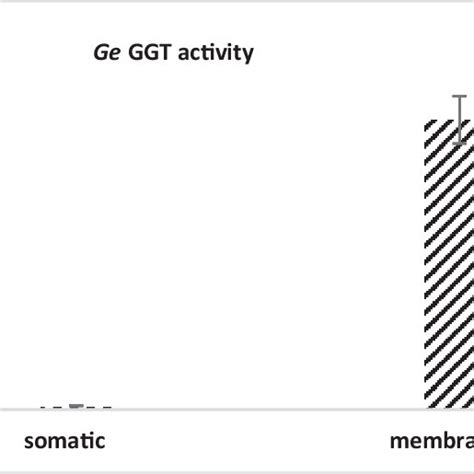 Ggt Activity In Total Somatic Homogenate And Isolated Membrane
