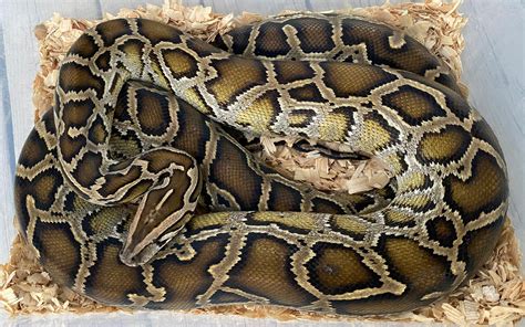 normal het caramel burmese python by next generation morphs morphmarket