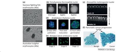 Nuclear Size Regulation From Single Cells To Development And Disease Trends In Cell Biology