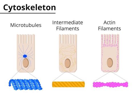Different Structures Of Cytoskeleton Microtubules Filaments And Actin