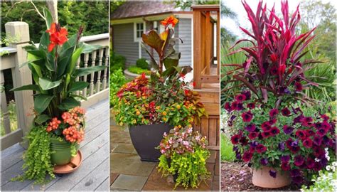 33 ไอเดีย จัดกระถางดอกไม้ คัดสรรดอกไม้หลากสายพันธุ์ ตกแต่งสวยงามได้ในกระถางเดียว