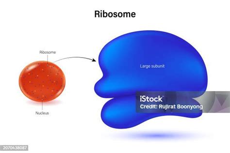 Ribosome Structure Vector Large Subunit And Small Subunit Protein Factories In The Cell Stock
