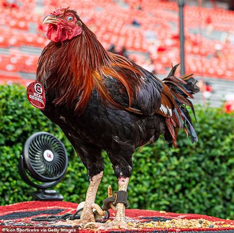 University Of South Carolina Live Rooster Mascot Will Be Called The