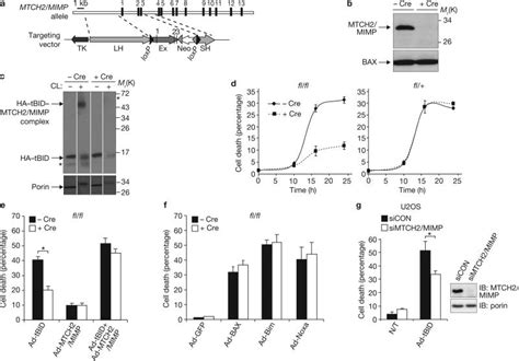 Mtch2 Mimp Is A Major Facilitator Of Tbid Recruitment To Mitochondria Pmc