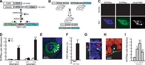 Figure 1 From Spatial Relational Memory Requires Hippocampal Adult Neurogenesis Semantic Scholar