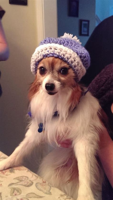 Chewie Wearing His Hipster Hat In 2024 Hipster Hat Hats Hipster