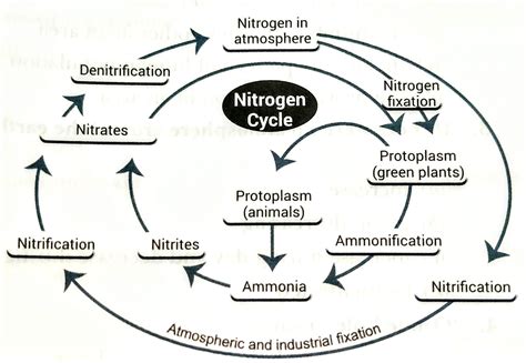 Nitrogen Cycle Step By Step