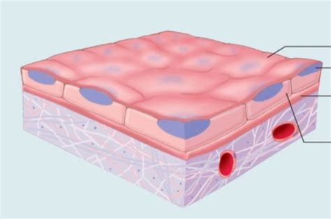 Chapter 4 Tissue Functions And Locations Flashcards Quizlet
