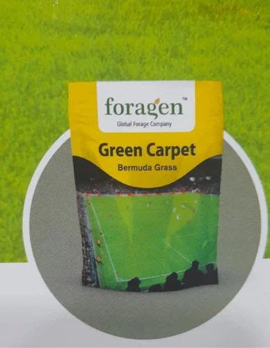 Dried Bermuda Grass Seeds Packaging Type Loose Packaging Size 1 Kg At Best Price In Hyderabad