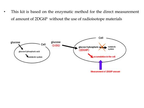 Glucose Uptake Assay Pdf