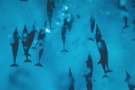 Przemek Dominiak On Linkedin How To Migrate From Mariadb To Mysql Heatwave