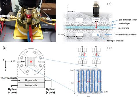 A The Pemfc For Operando Raman Microspectroscopy Measurements B Download Scientific