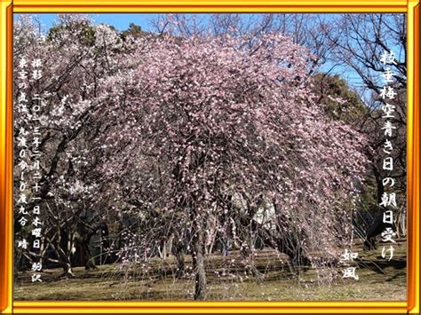 2013 02 21 枝垂梅空青き日の朝日受け 如風稲森如風
