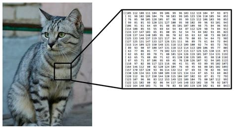 image classification using neural networks and other traditional