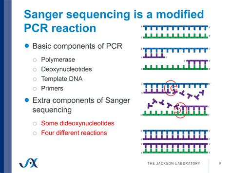 Sanger Sequencing Presentation Bases Teoricas Pptx Chemistry Science