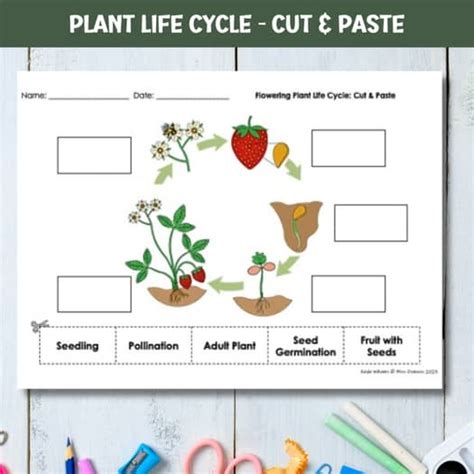 Flowering Plant Life Cycle Cut And Paste Activity Hands On Science