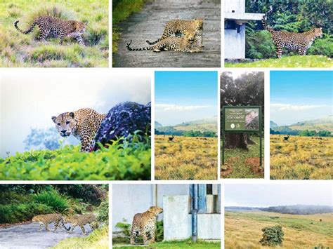 Yasith Aththanayake On Linkedin Predators Of The Palins In Peril