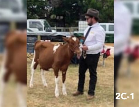 Class 2c Nz Milking Shorthorn Association