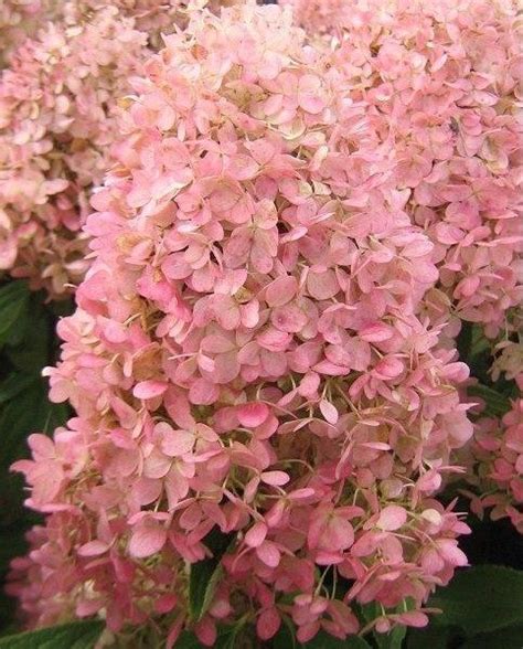 Гортензия метельчатая “Magical Sweet Summer” | Монолит