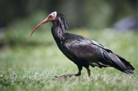 التصنيف العلمي