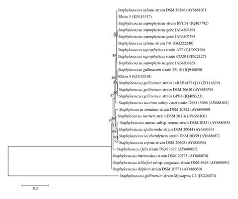 Neighbor Joining Nj Tree Showing The Evolutionary Relationship Of Download Scientific Diagram