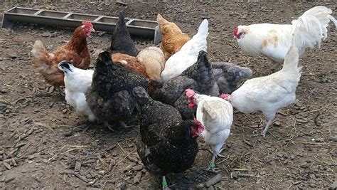 Ended Official Byc Mini Contest Show Us Your Flock